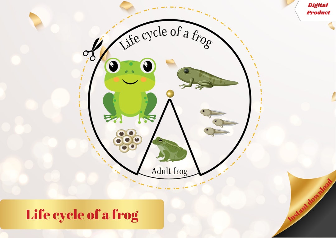 LIFE CYCLE of a FROG Wheel Busy Book Activity Montessori Learning ...