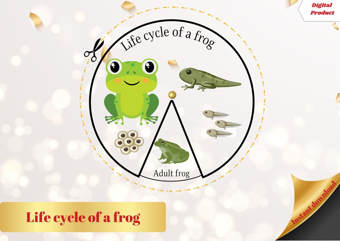 LIFE CYCLE of a FROG Wheel Busy Book Activity Montessori Learning ...
