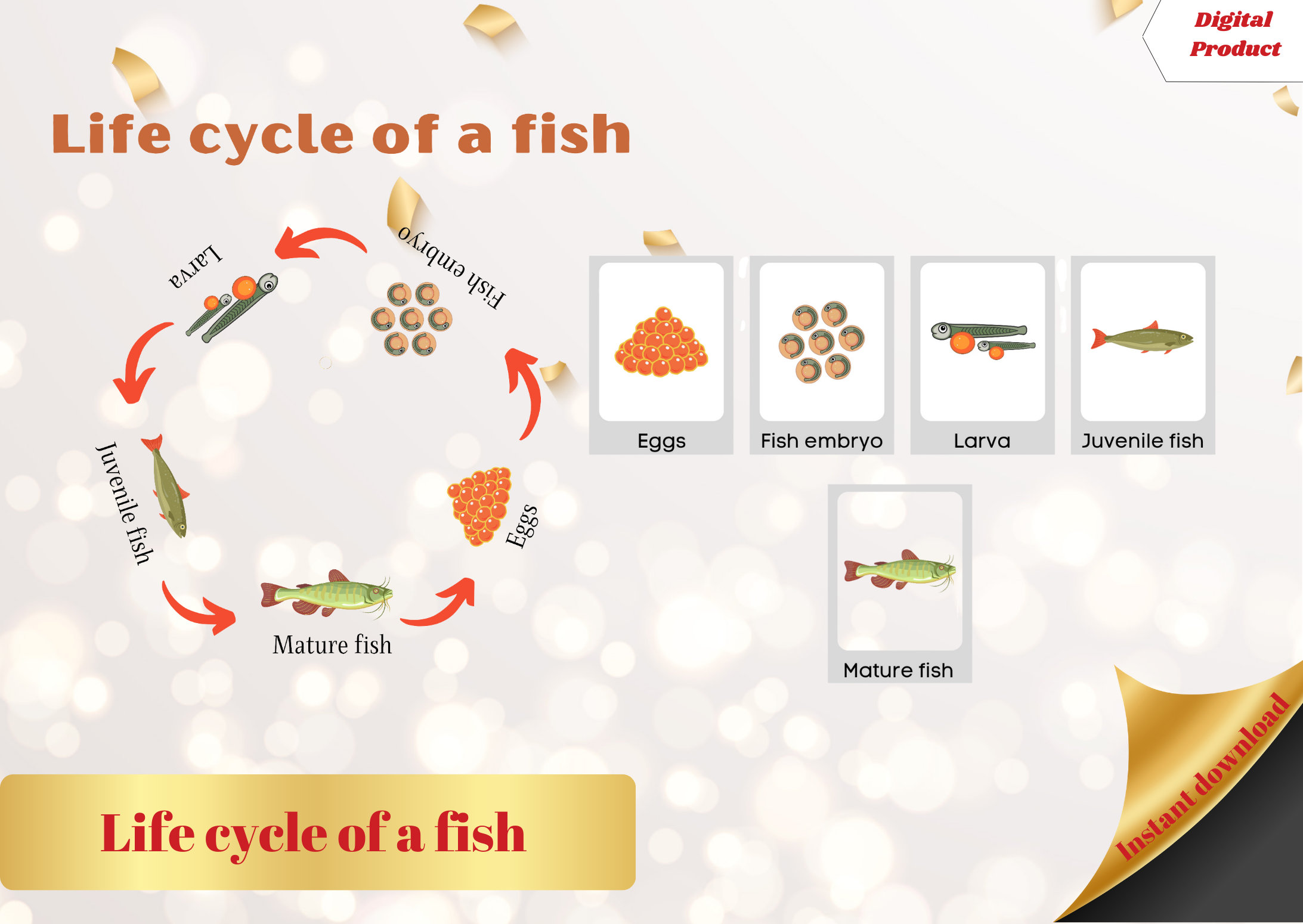 FISH LIFE CYCLE Poster & Activity Game Busy Book Activity - Etsy