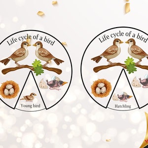 LIFE CYCLE of a BIRD Wheel - Busy Book Activity Montessori Learning ...