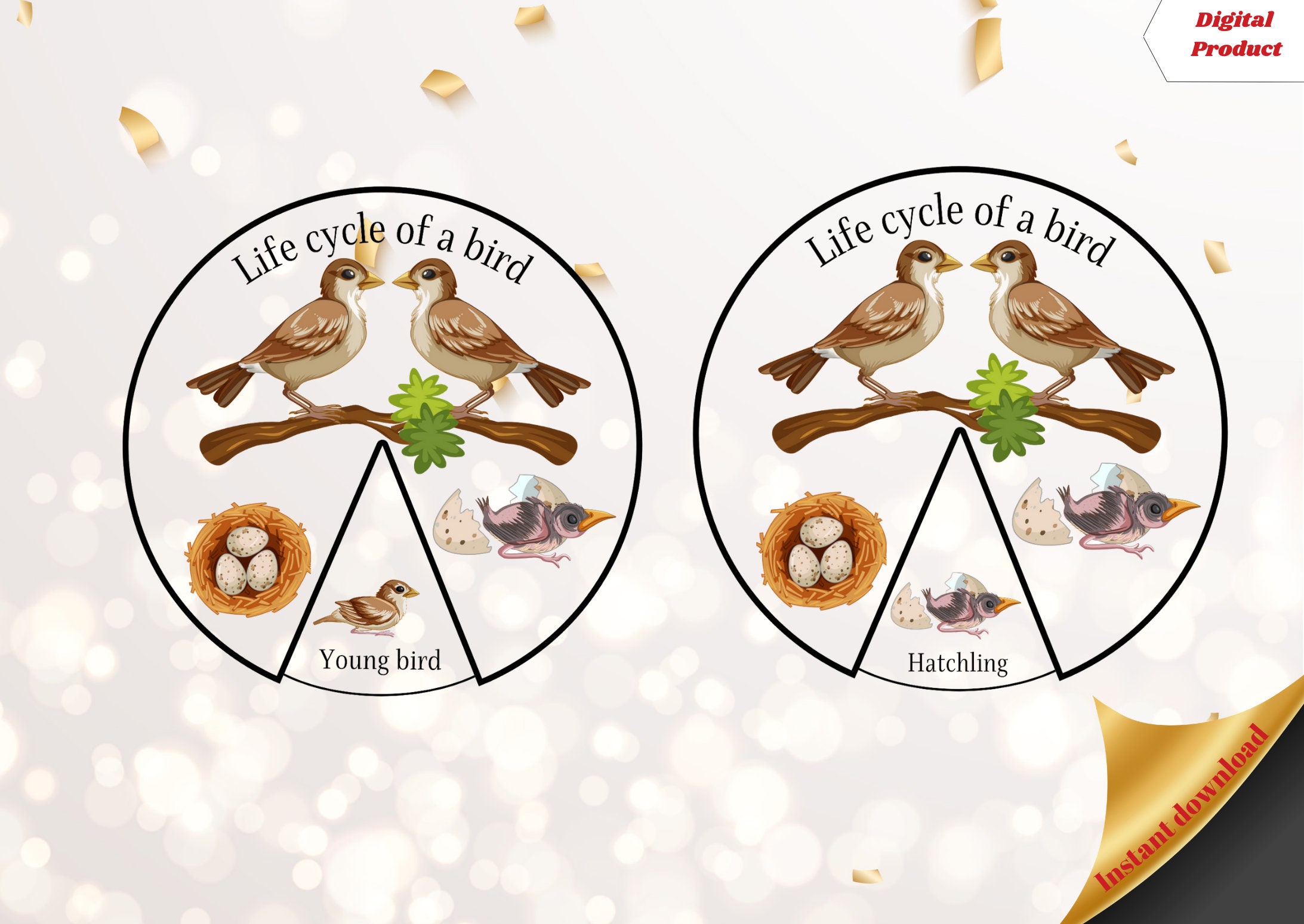 LIFE CYCLE of a BIRD Wheel - Busy Book Activity Montessori Learning ...