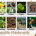 JUNGLE ANIMALS (real Pictures) - 24 Printable Flashcards-jungle ...