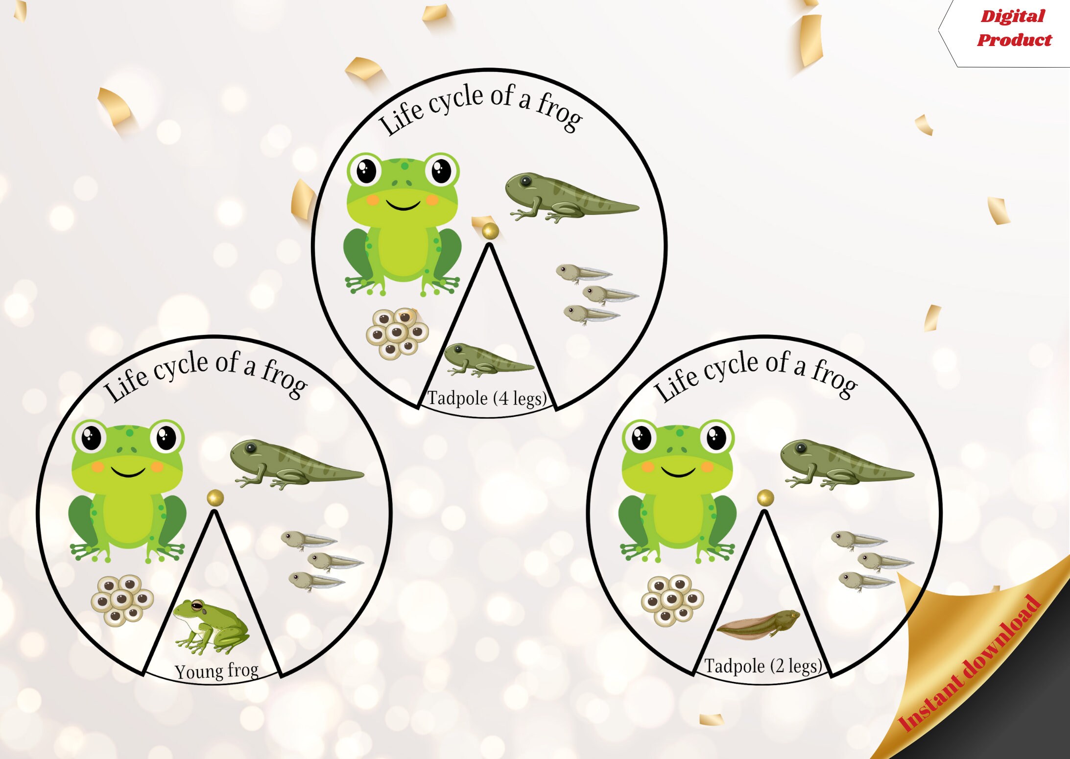 LIFE CYCLE of a FROG Wheel Busy Book Activity Montessori Learning ...