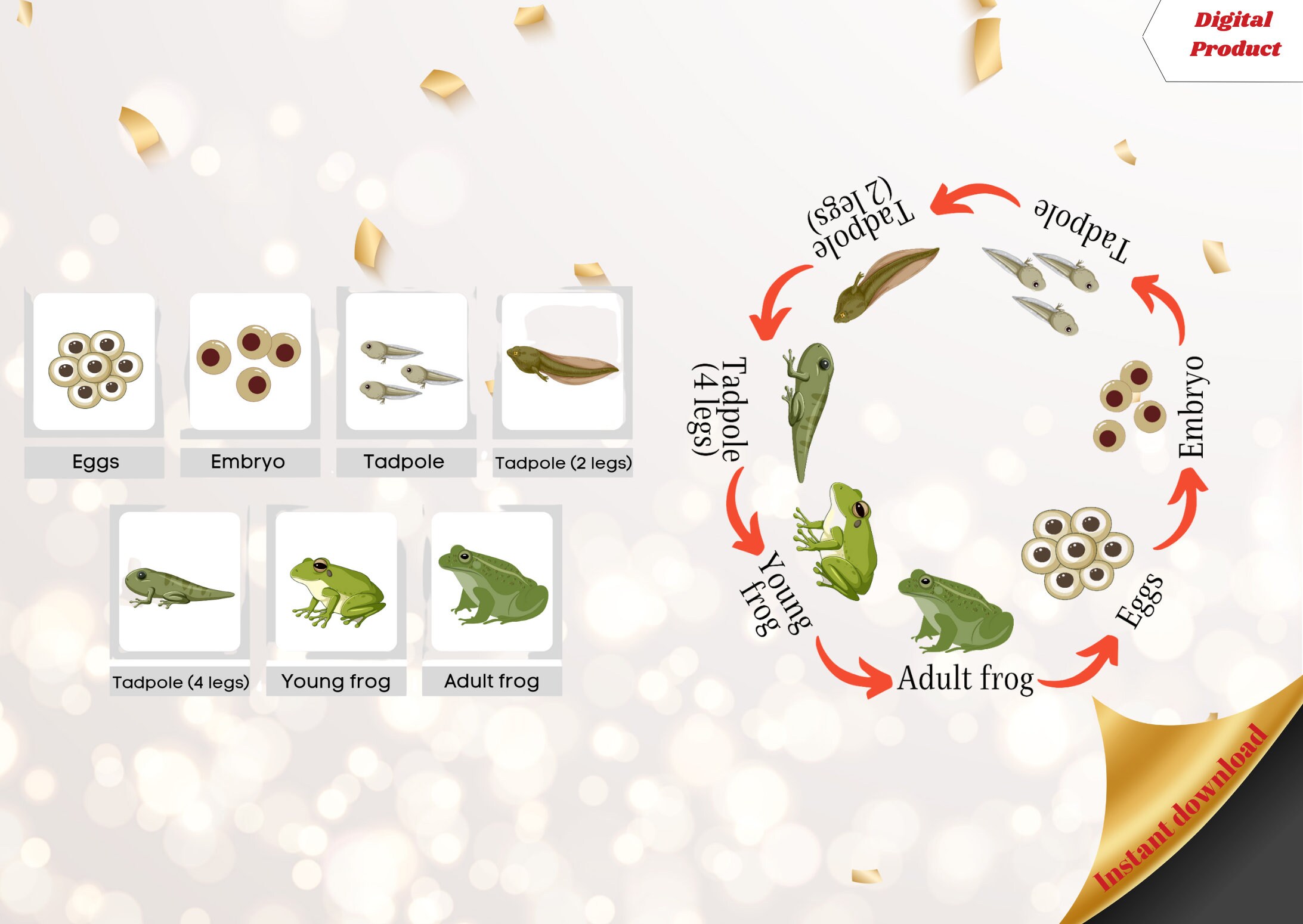 FROG LIFE CYCLE Poster & Activity Game Busy Book Activity Montessori ...