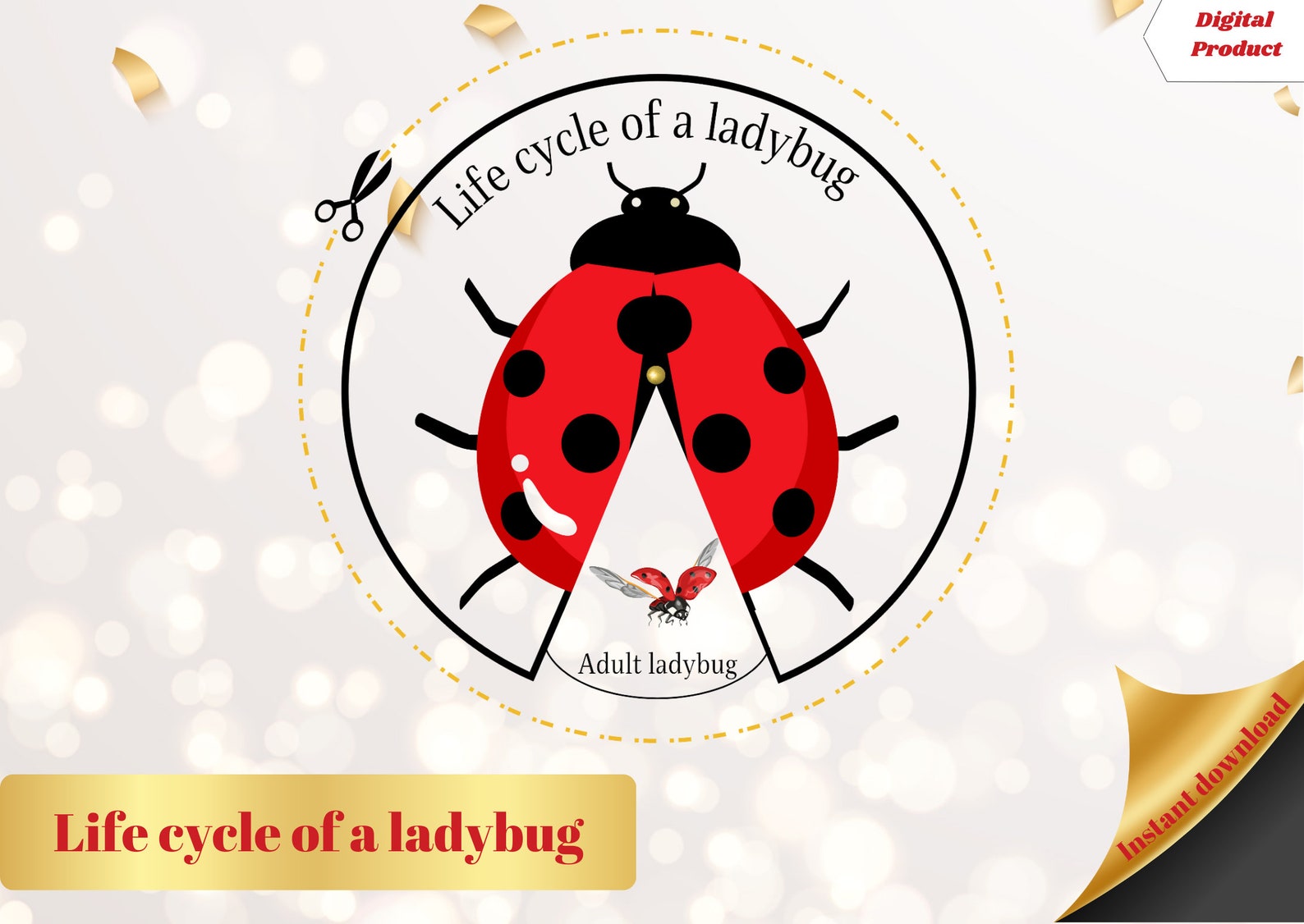 LIFE CYCLE of a LADYBUG Wheel Busy Book Activity Montessori - Etsy