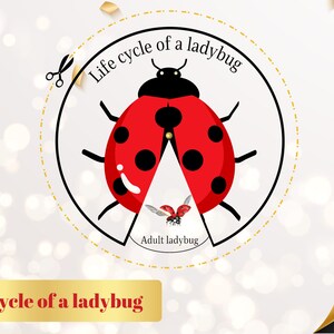 LIFE CYCLE of a LADYBUG Wheel - Busy Book Activity Montessori Learning ...