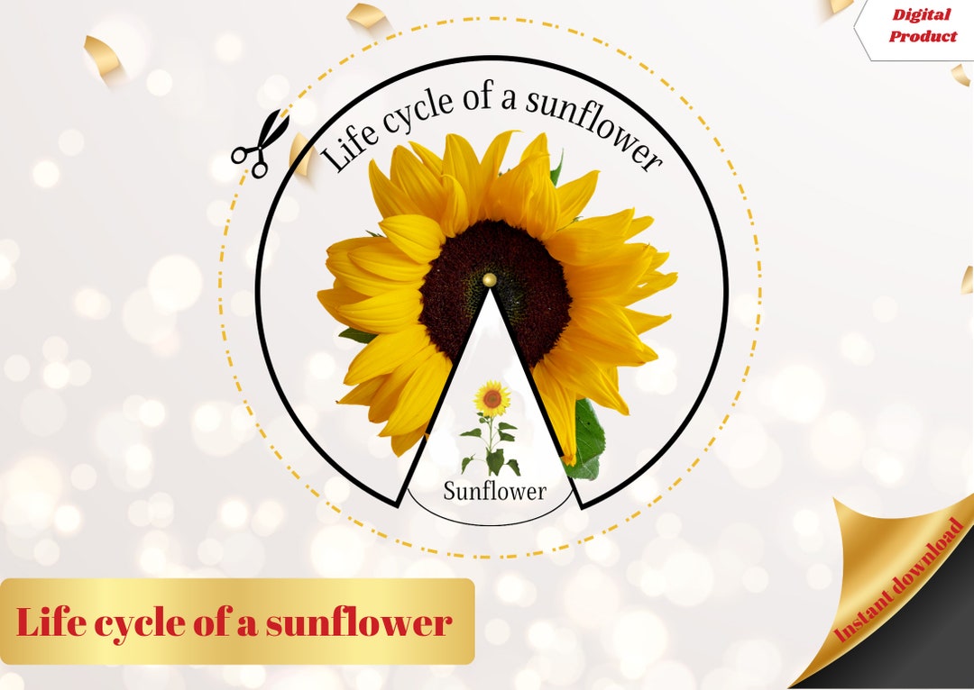 LIFE CYCLE of a SUNFLOWER Wheel - Busy Book Activity Montessori ...