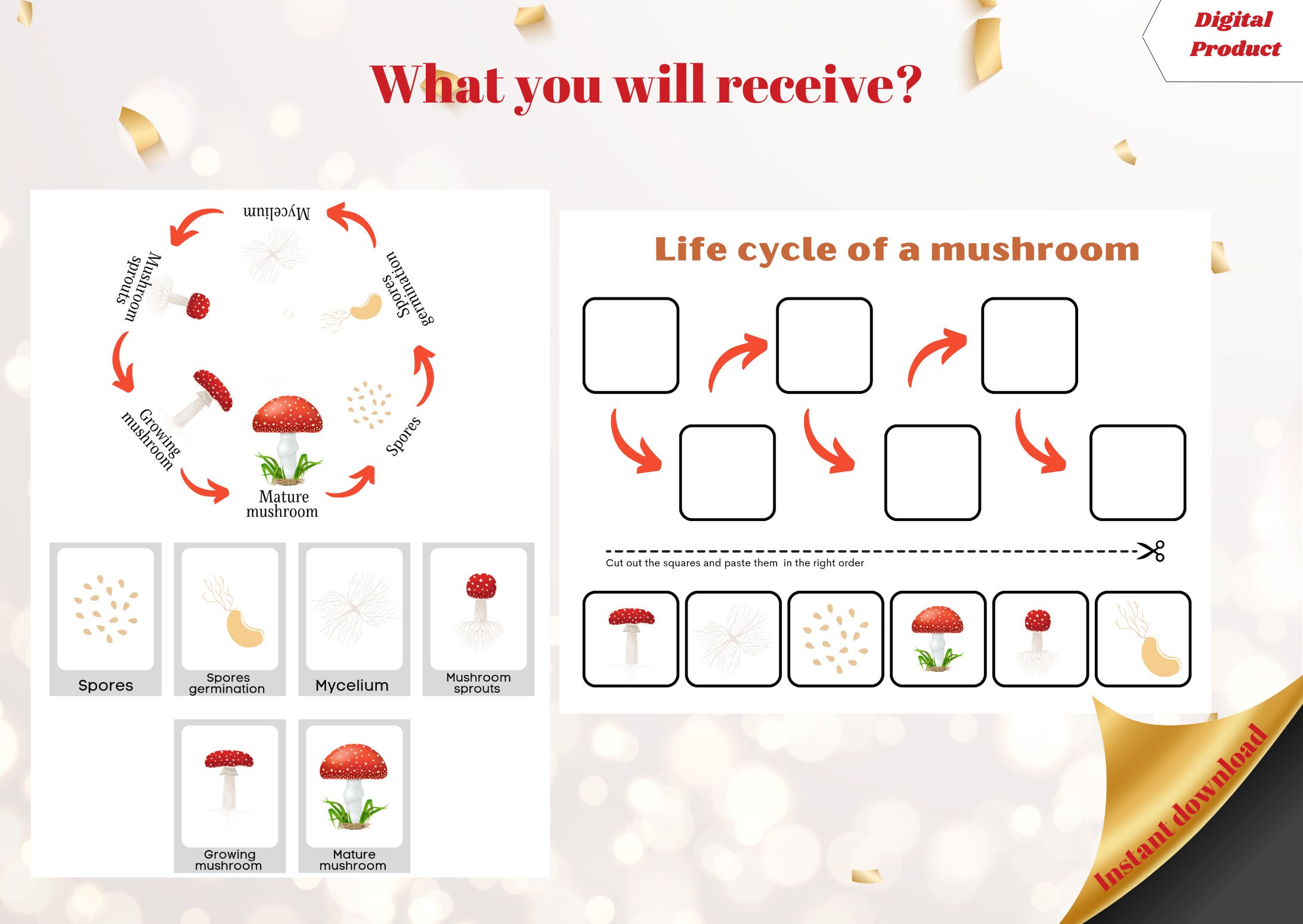 MUSHROOM LIFE CYCLE Poster & Activity Game - Busy Book Activity ...