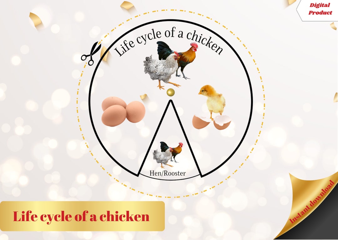 LIFE CYCLE of a CHICKEN Wheel - Busy Book Activity Montessori Learning ...