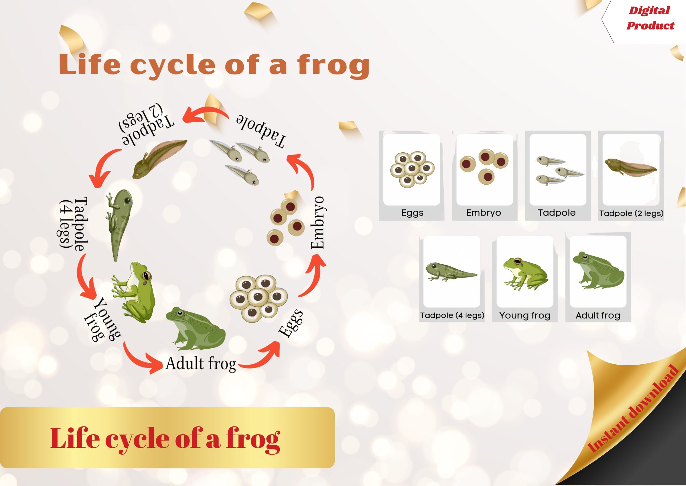 FROG LIFE CYCLE Poster & Activity Game Busy Book Activity Montessori ...
