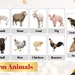 FARM ANIMALS - 24 Printable Flashcards - Farm Animals Nomenclature ...