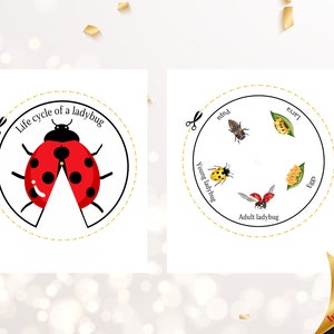 LIFE CYCLE of a LADYBUG Wheel - Busy Book Activity Montessori Learning ...