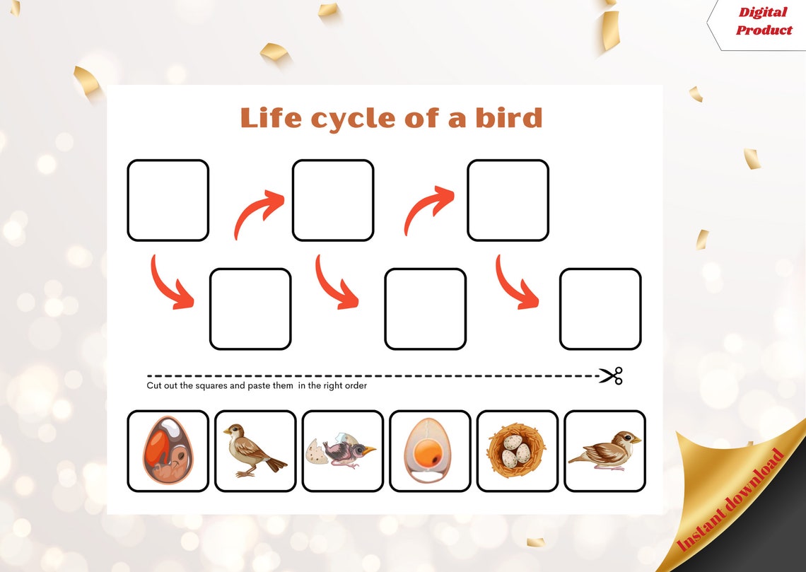 BIRD LIFE CYCLE Poster & Activity Game - Busy Book Activity Montessori ...