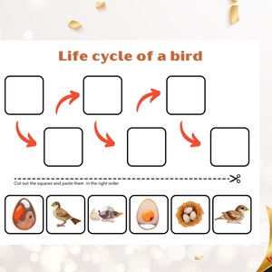 BIRD LIFE CYCLE Poster & Activity Game - Busy Book Activity Montessori ...
