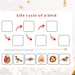 BIRD LIFE CYCLE Poster & Activity Game - Busy Book Activity Montessori ...