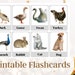 FARM ANIMALS - 24 Printable Flashcards - Farm Animals Nomenclature ...