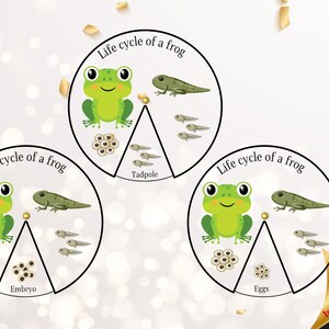 LIFE CYCLE of a FROG Wheel - Busy Book Activity Montessori Learning ...
