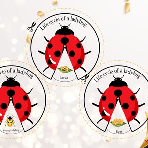 LIFE CYCLE of a LADYBUG Wheel - Busy Book Activity Montessori Learning ...