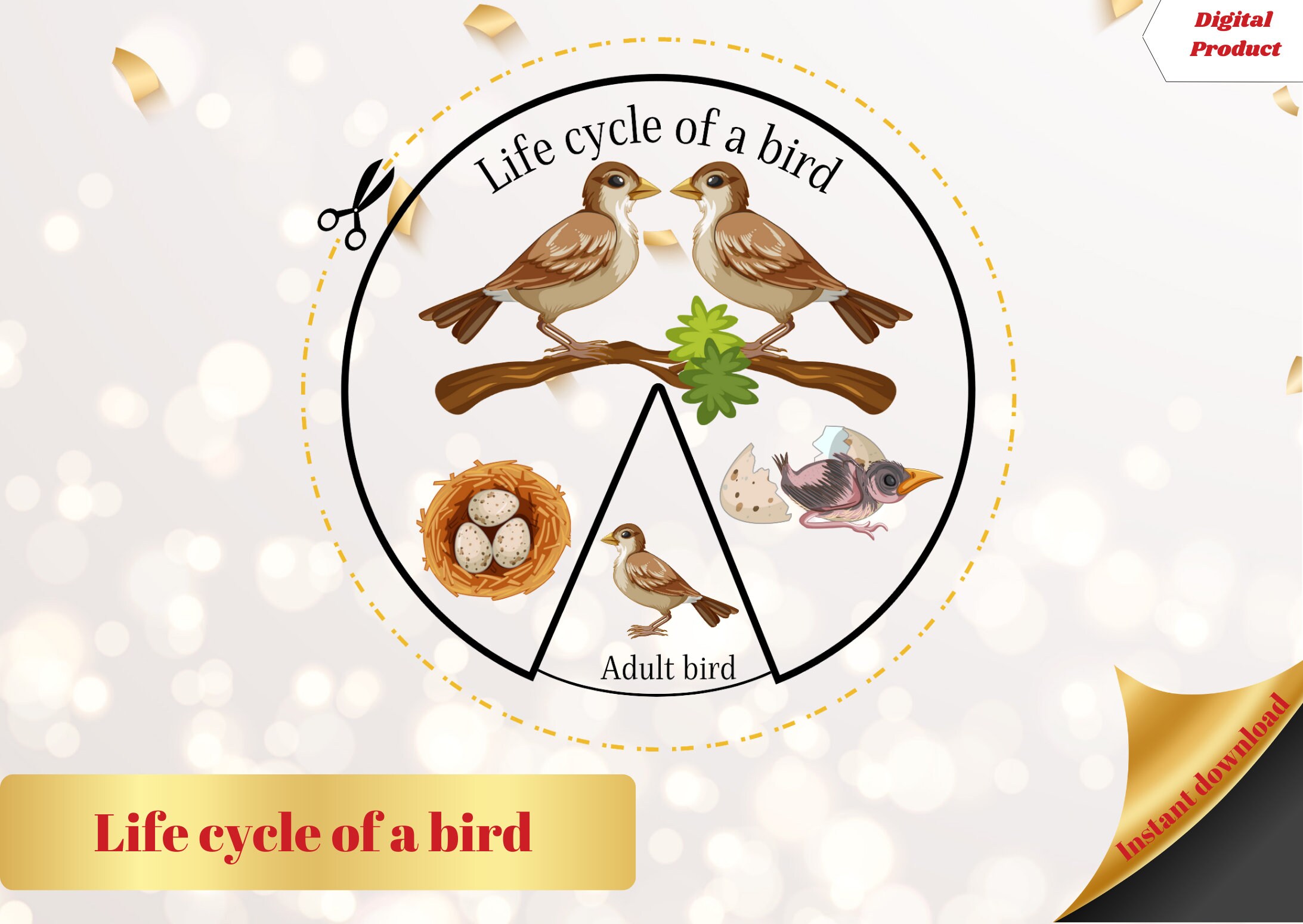 LIFE CYCLE of a BIRD Wheel - Busy Book Activity Montessori Learning ...