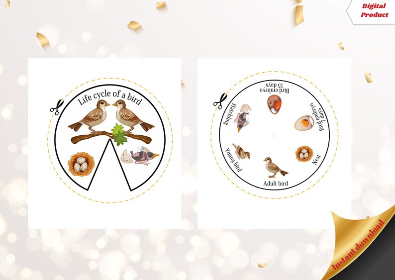 LIFE CYCLE of a BIRD Wheel - Busy Book Activity Montessori Learning ...