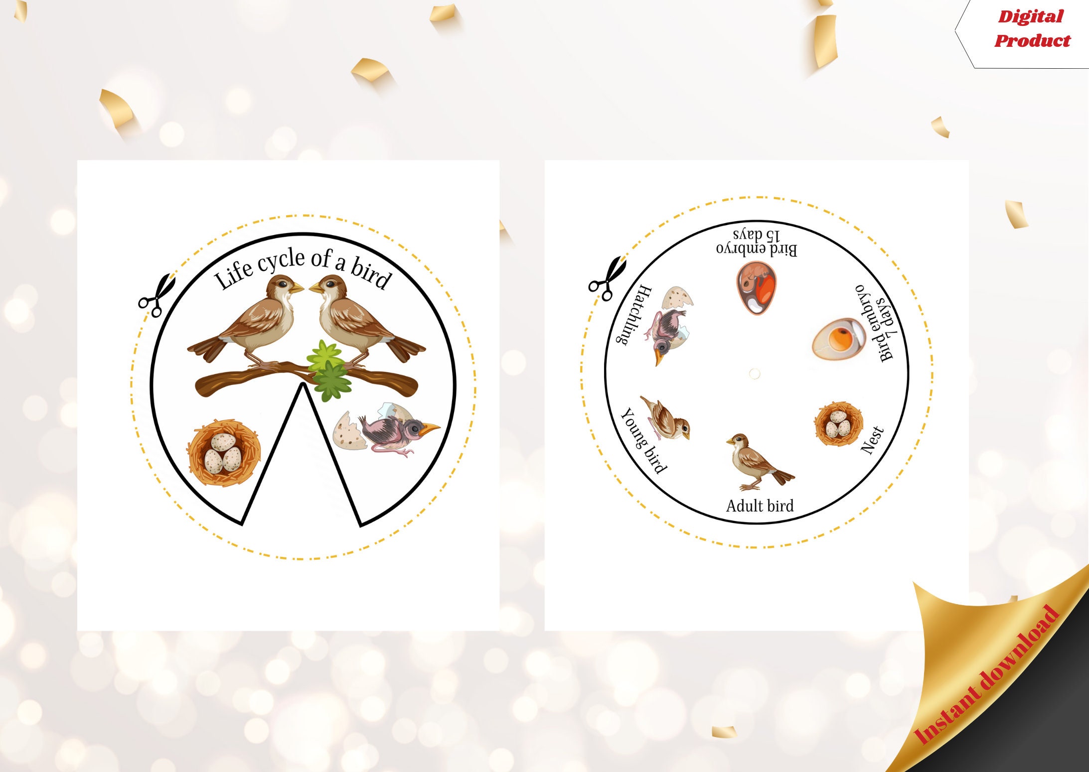 LIFE CYCLE of a BIRD Wheel - Busy Book Activity Montessori Learning ...