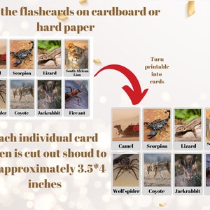 DESERT ANIMALS (real Pictures) - 32 Printable Flashcards - Desert ...