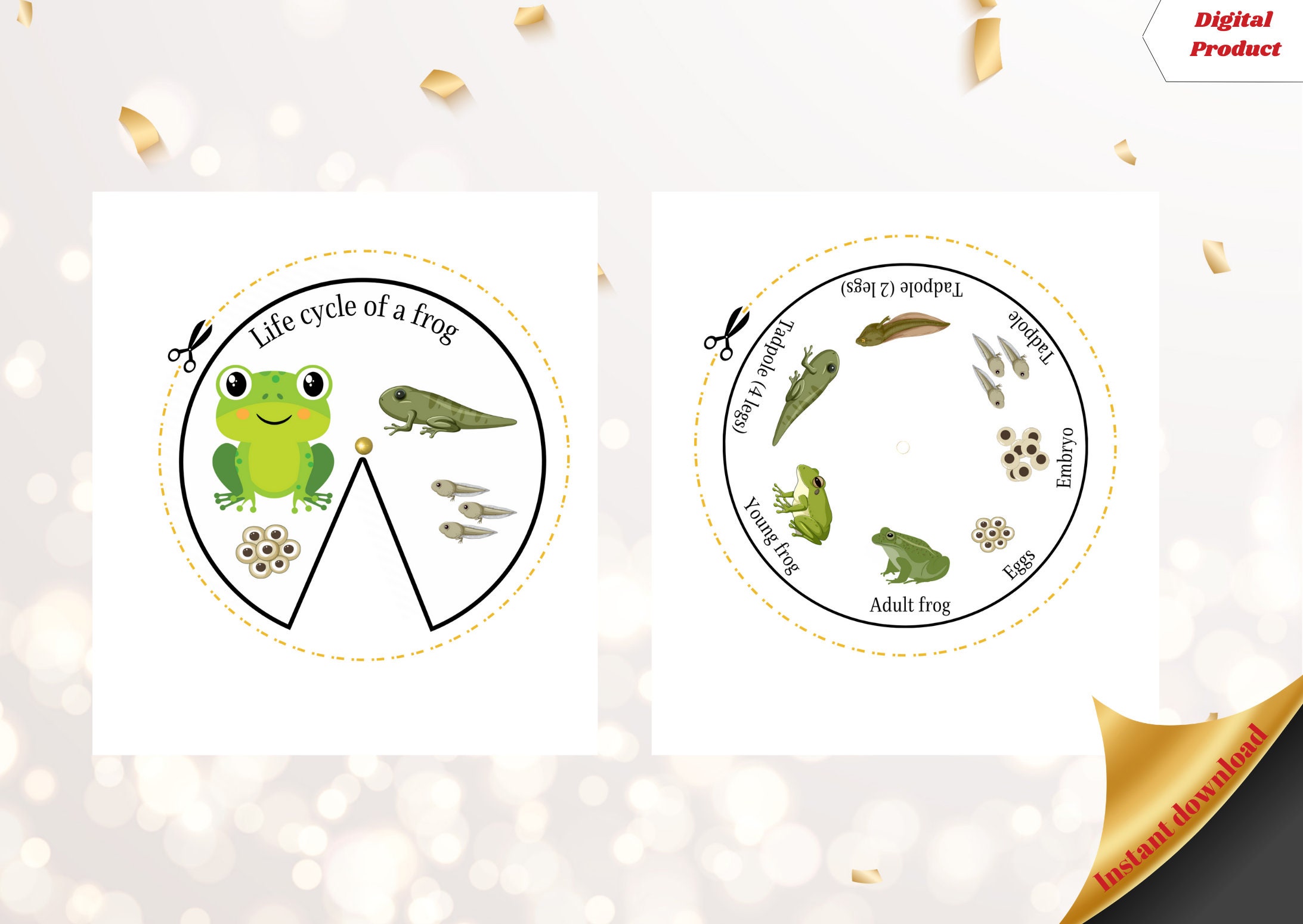 LIFE CYCLE of a FROG Wheel Busy Book Activity Montessori Learning ...