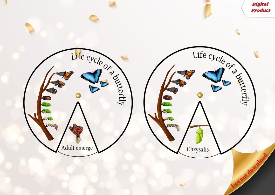 LIFE CYCLE of a BUTTERFLY Wheel Busy Book Activity - Etsy