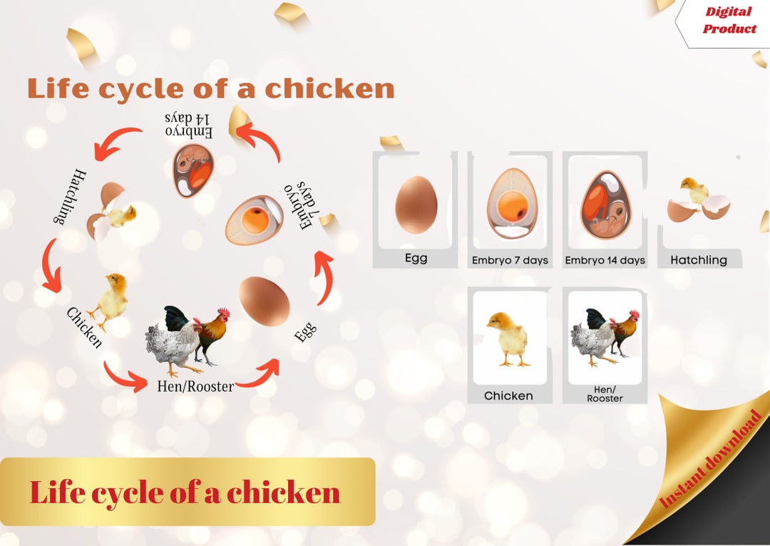 CHICKEN LIFE CYCLE Poster & Activity Game - Busy Book Activity ...