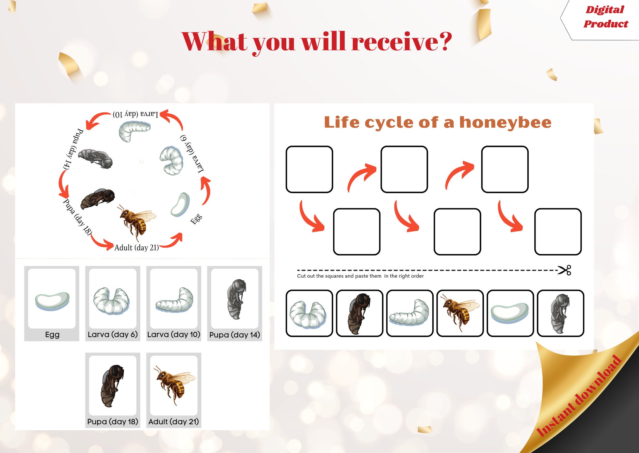 HONEYBEE LIFE CYCLE Poster & Activity Game - Busy Book Activity ...
