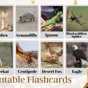 DESERT ANIMALS (real Pictures) - 32 Printable Flashcards - Desert ...