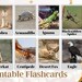DESERT ANIMALS (real Pictures) - 32 Printable Flashcards - Desert ...