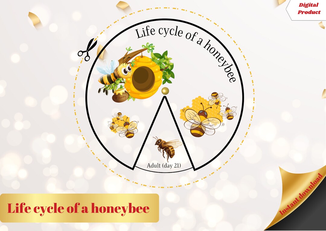 LIFE CYCLE of a HONEYBEE Wheel - Busy Book Activity Montessori Learning ...