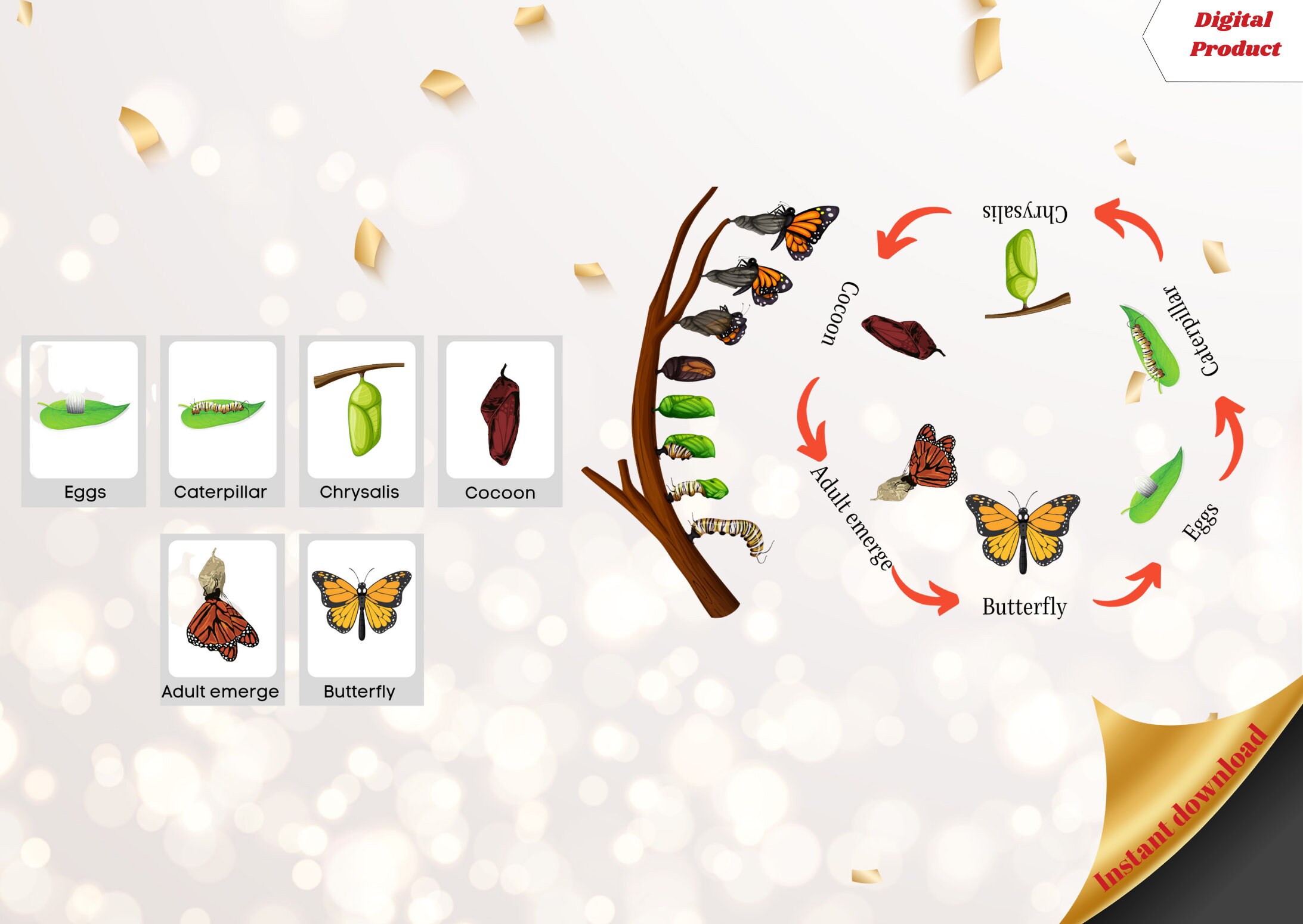 BUTTERFLY LIFE CYCLE Poster & Activity Game Busy Book Activity ...