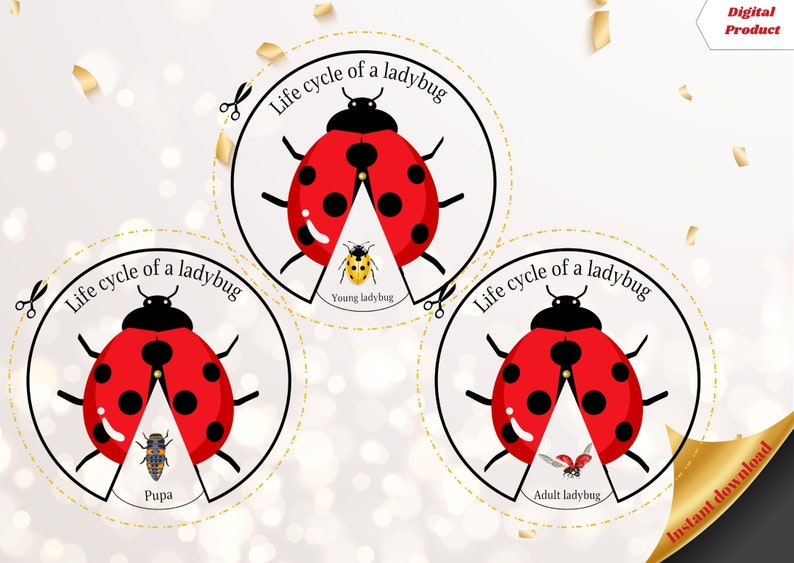 LIFE CYCLE of a LADYBUG Wheel Busy Book Activity Montessori - Etsy