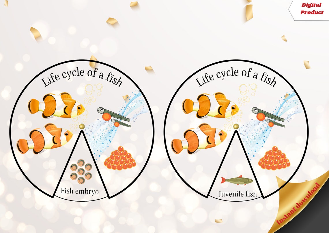 LIFE CYCLE of a FISH Wheel - Busy Book Activity Montessori Learning ...