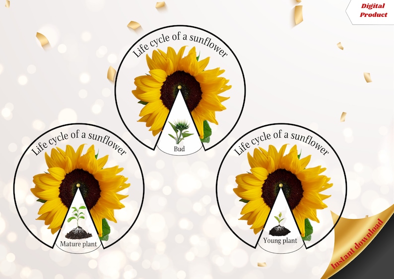 LIFE CYCLE of a SUNFLOWER Wheel Busy Book Activity Montessori Learning ...