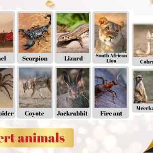 DESERT ANIMALS (real Pictures) - 32 Printable Flashcards - Desert ...