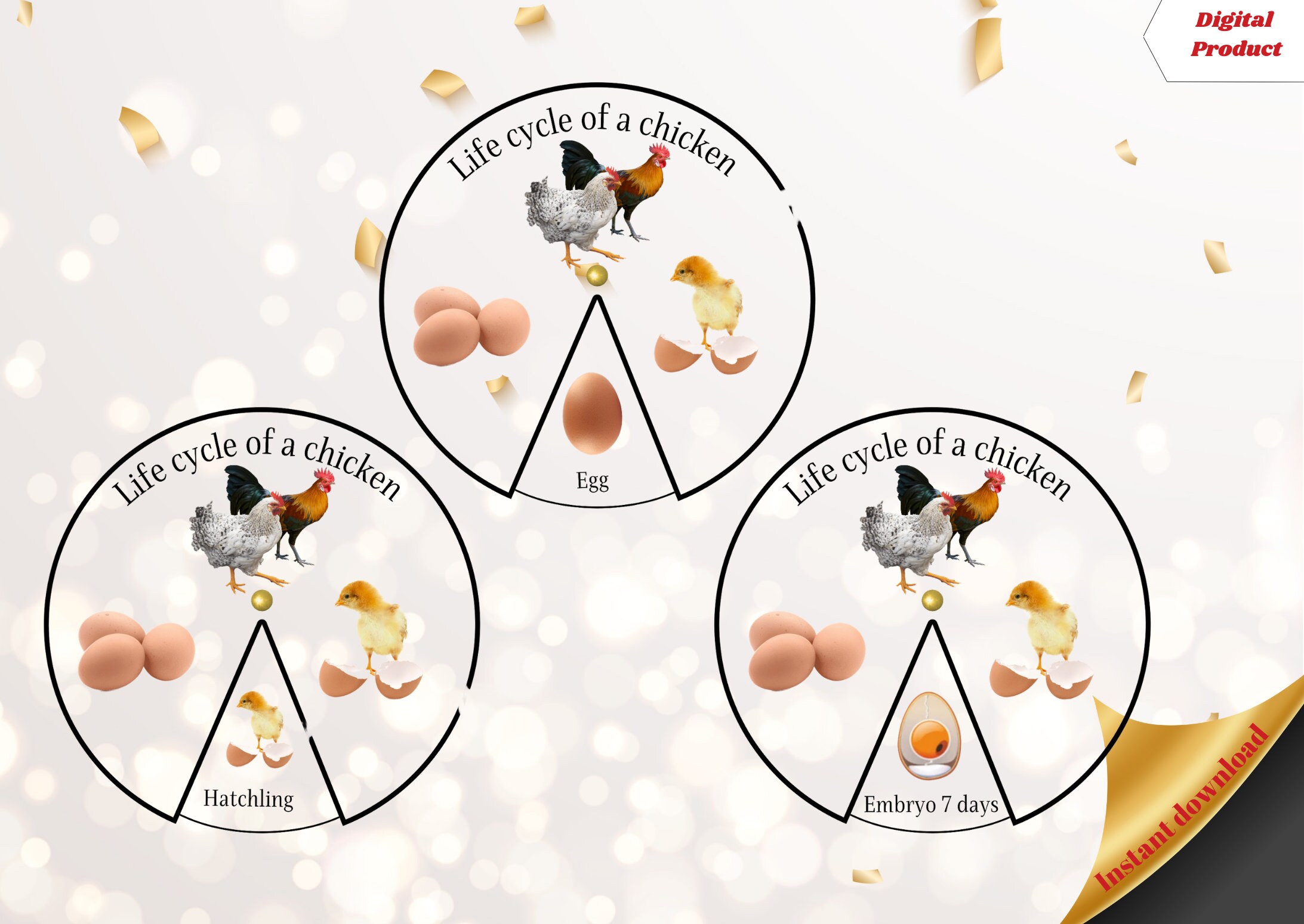 LIFE CYCLE of a CHICKEN Wheel - Busy Book Activity Montessori Learning ...
