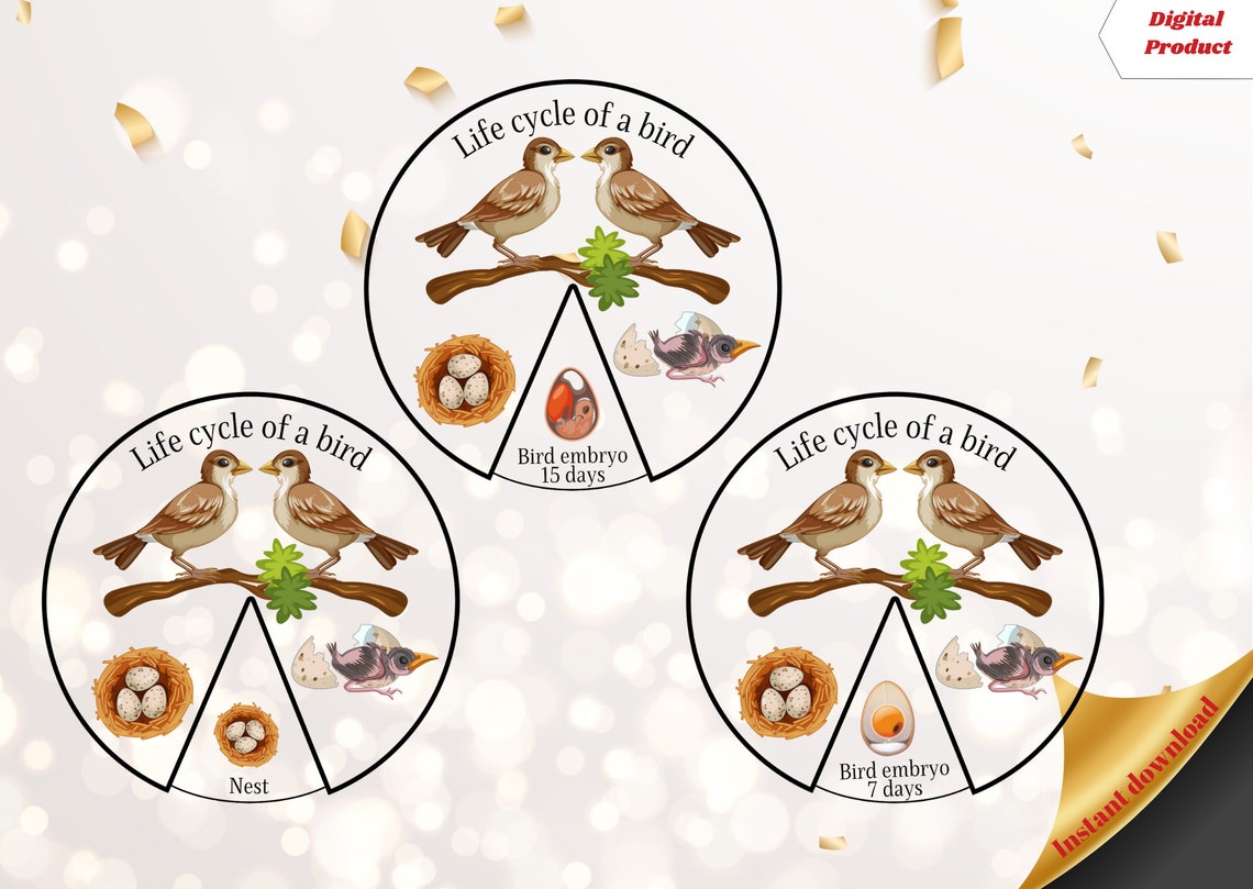 LIFE CYCLE of a BIRD Wheel Busy Book Activity Montessori Learning ...