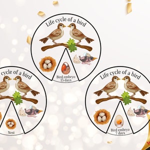 LIFE CYCLE of a BIRD Wheel - Busy Book Activity Montessori Learning ...