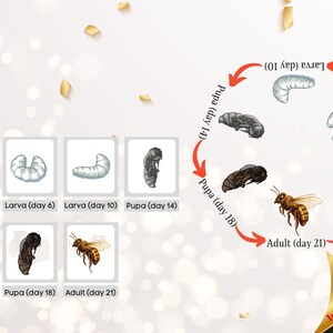 HONEYBEE LIFE CYCLE Poster & Activity Game - Busy Book Activity ...