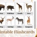 WILD ANIMALS - 40 Printable Flashcards -wild Animals Nomenclature ...