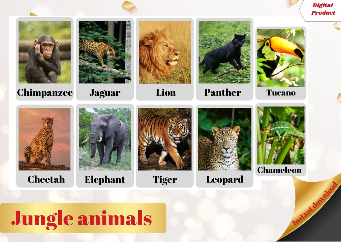 JUNGLE ANIMALS (real Pictures) - 24 Printable Flashcards-jungle ...