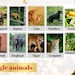 JUNGLE ANIMALS (real Pictures) - 24 Printable Flashcards-jungle ...