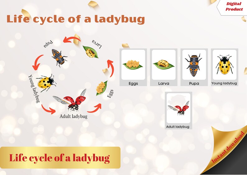 LADYBUG LIFE CYCLE Poster & Activity Game Busy Book Activity - Etsy