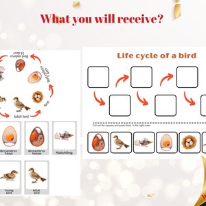 BIRD LIFE CYCLE Poster & Activity Game - Busy Book Activity Montessori ...