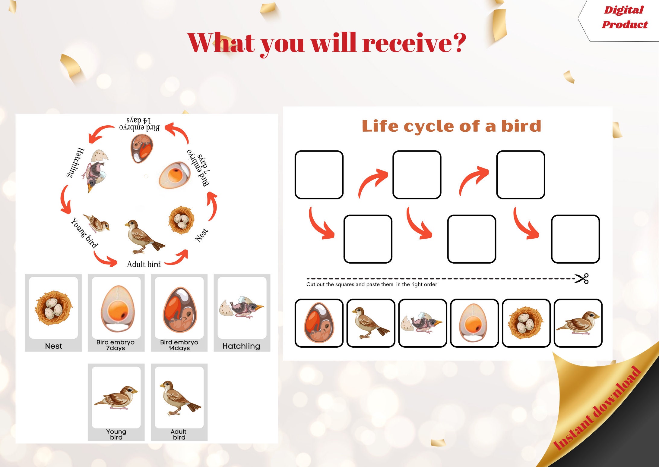 BIRD LIFE CYCLE Poster & Activity Game - Busy Book Activity Montessori ...