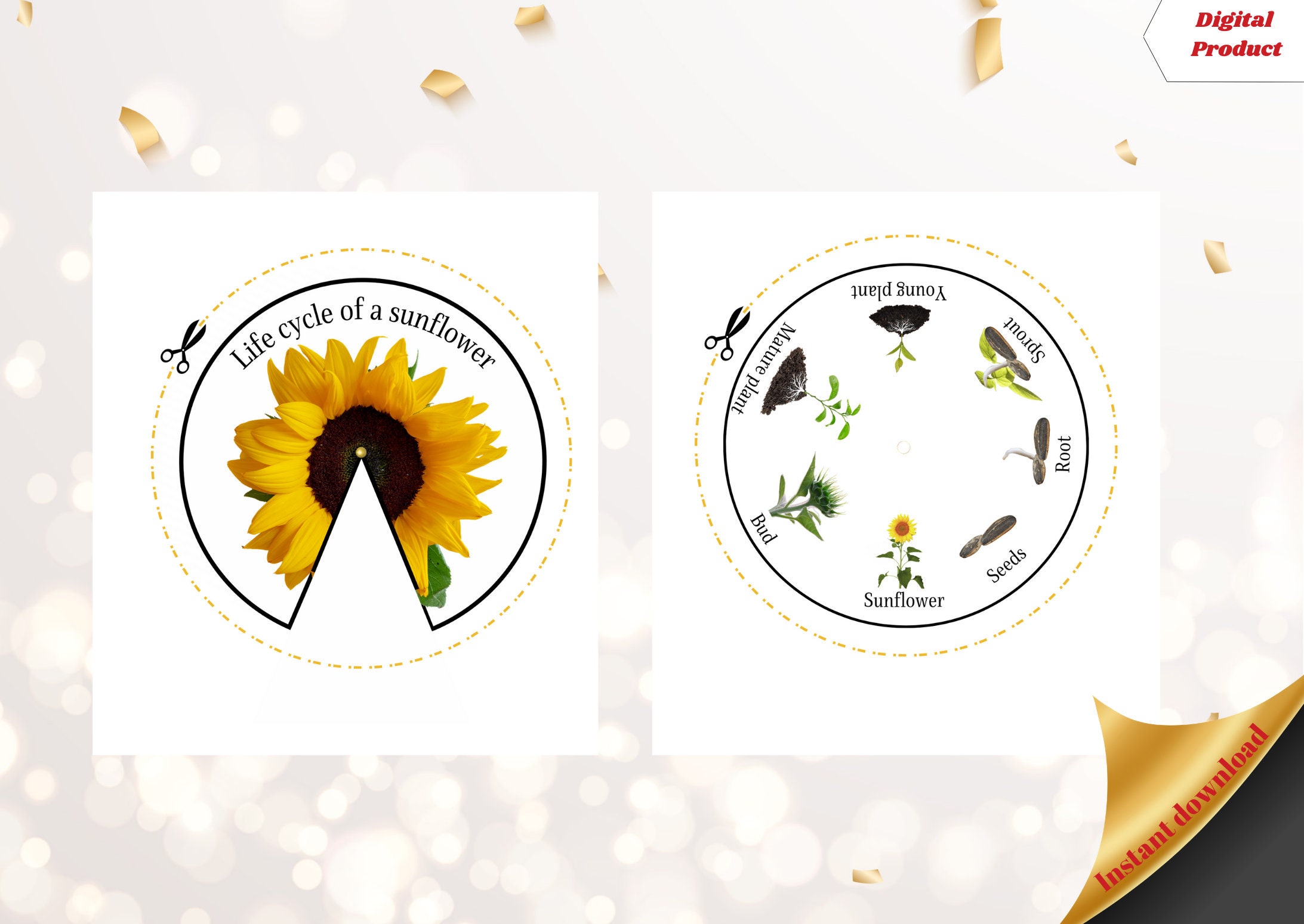 LIFE CYCLE of a SUNFLOWER Wheel - Busy Book Activity Montessori ...