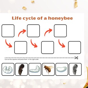 HONEYBEE LIFE CYCLE Poster & Activity Game - Busy Book Activity ...